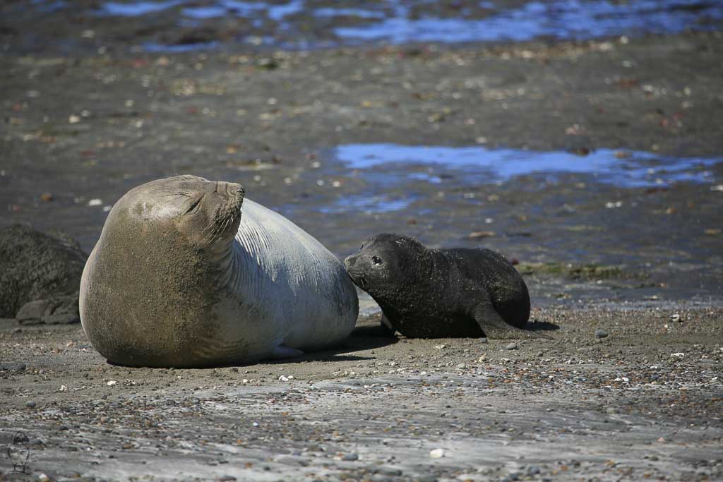 Foques (Phocidae) – daniel tauste WILDLIFE PHOTOGRAPHY