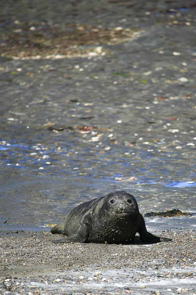 Foques (Phocidae) – daniel tauste WILDLIFE PHOTOGRAPHY
