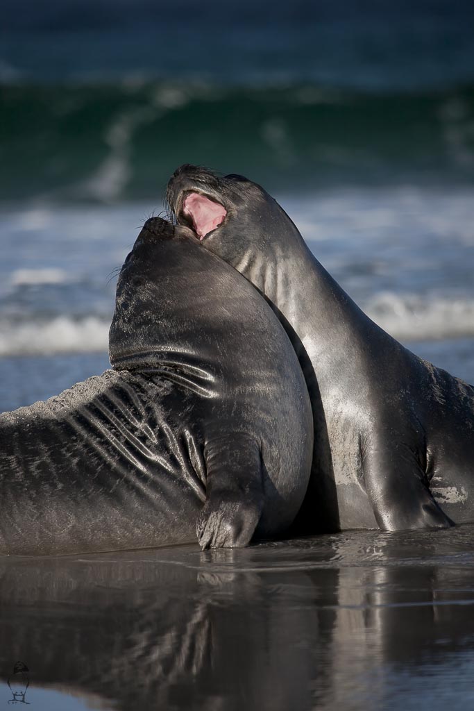 Foques (Phocidae) – daniel tauste WILDLIFE PHOTOGRAPHY