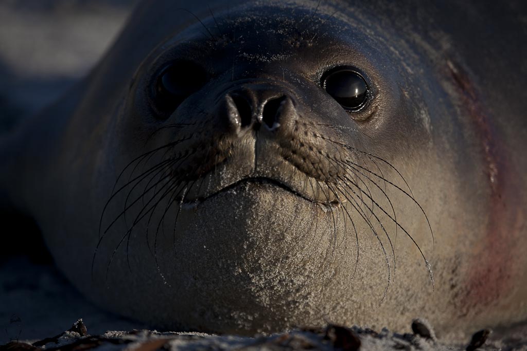 Foques (Phocidae) – daniel tauste WILDLIFE PHOTOGRAPHY