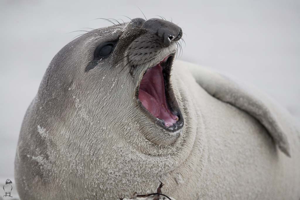 Foques (Phocidae) – daniel tauste WILDLIFE PHOTOGRAPHY