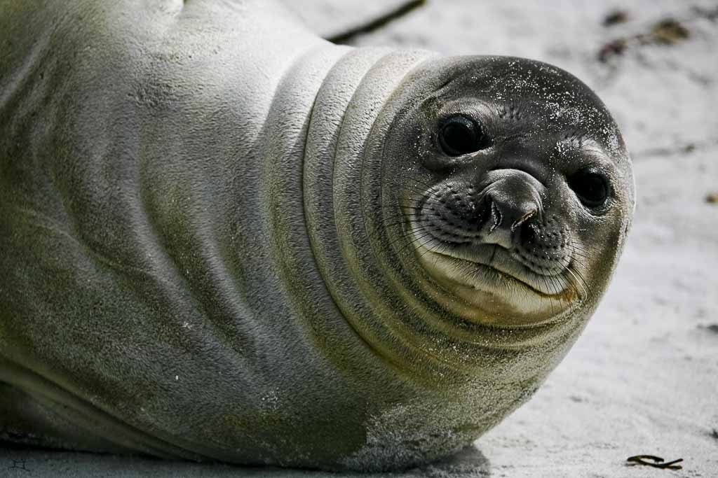 Foques (Phocidae) – daniel tauste WILDLIFE PHOTOGRAPHY