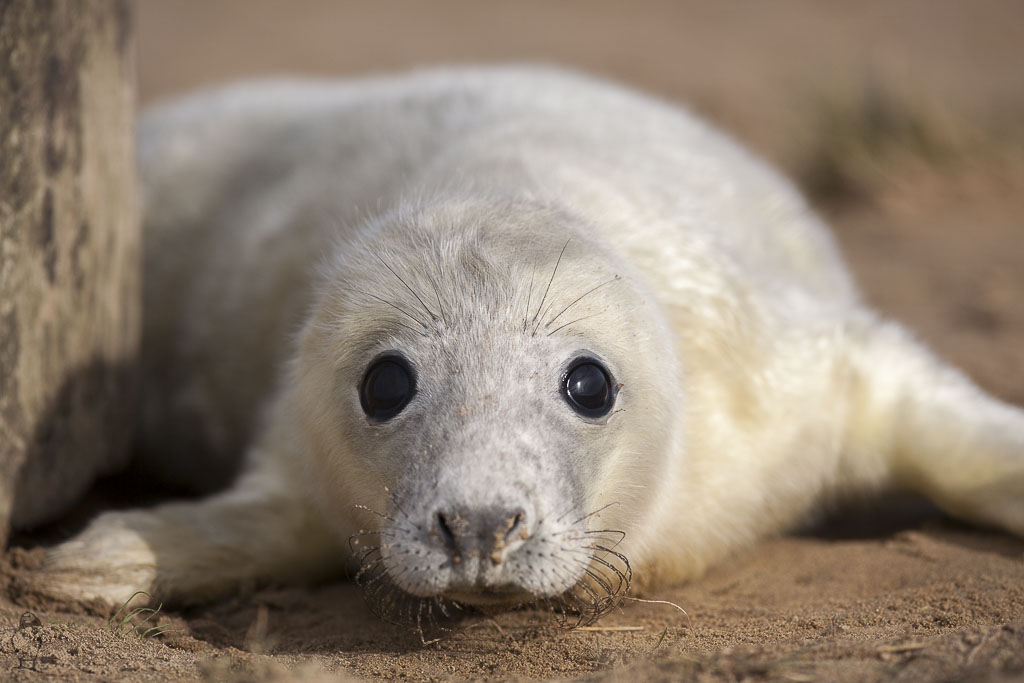 Foques (Phocidae) – daniel tauste WILDLIFE PHOTOGRAPHY