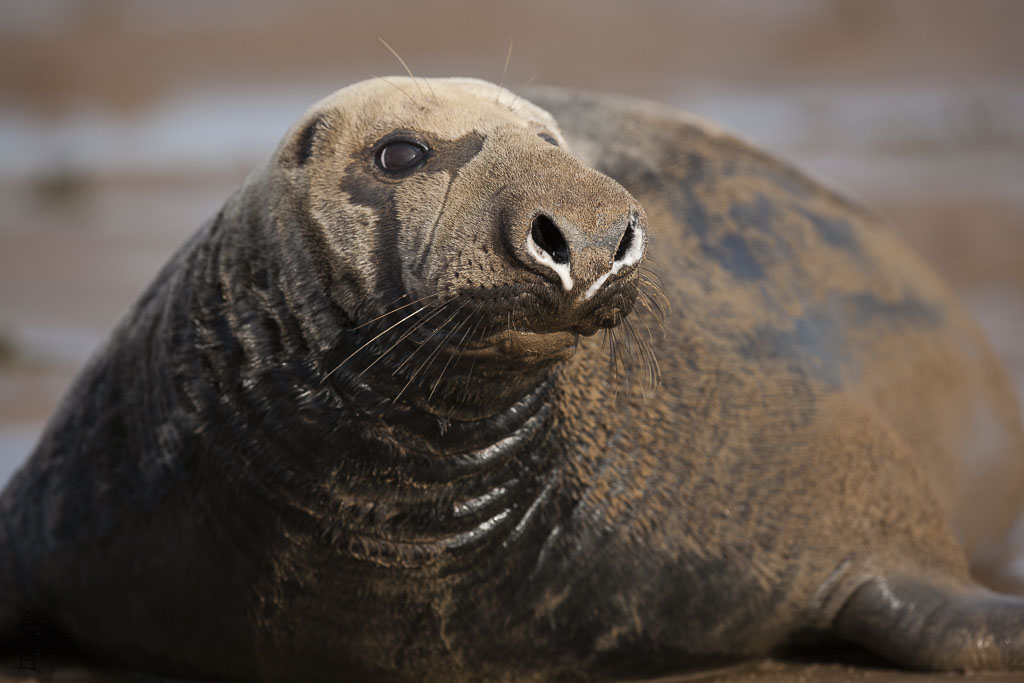 Foques (Phocidae) – daniel tauste WILDLIFE PHOTOGRAPHY