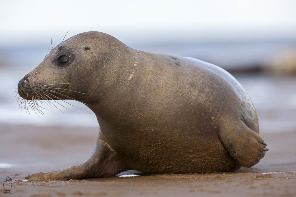 Foques (Phocidae) – daniel tauste WILDLIFE PHOTOGRAPHY