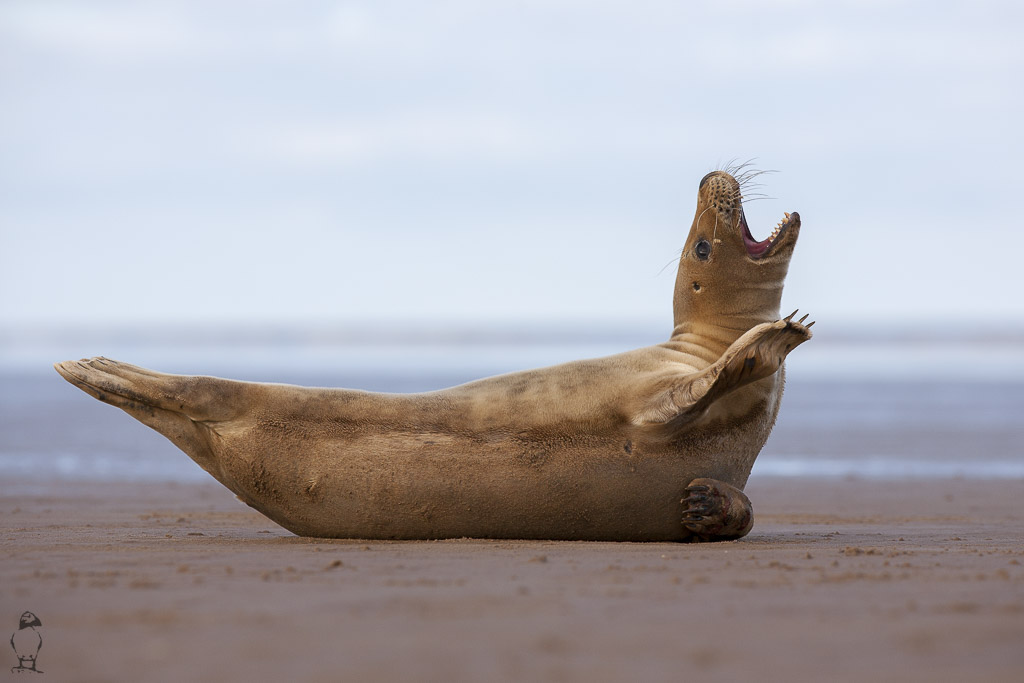 Foques (Phocidae) – daniel tauste WILDLIFE PHOTOGRAPHY