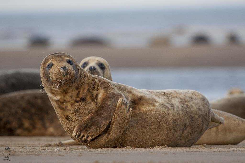 Foques (Phocidae) – daniel tauste WILDLIFE PHOTOGRAPHY
