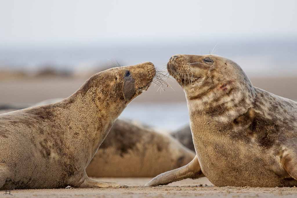 Foques (Phocidae) – daniel tauste WILDLIFE PHOTOGRAPHY