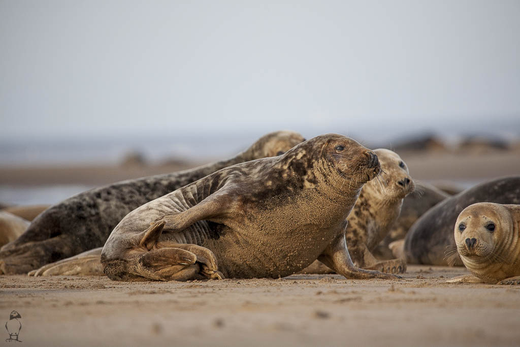 Foques (Phocidae) – daniel tauste WILDLIFE PHOTOGRAPHY