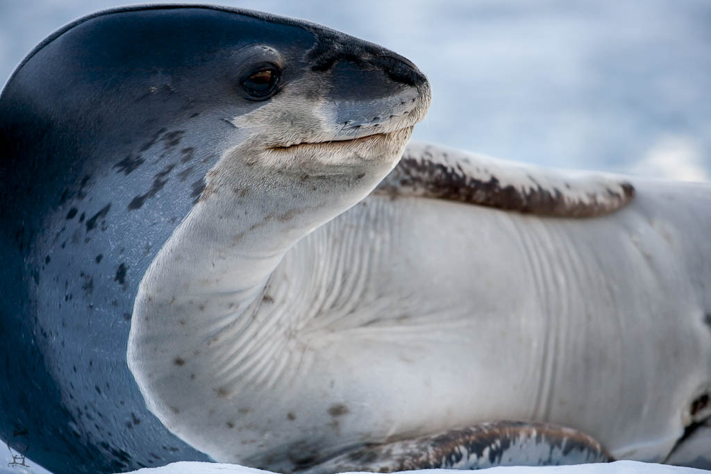 Foques (Phocidae) – daniel tauste WILDLIFE PHOTOGRAPHY