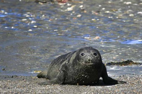 Foques (Phocidae) – daniel tauste WILDLIFE PHOTOGRAPHY