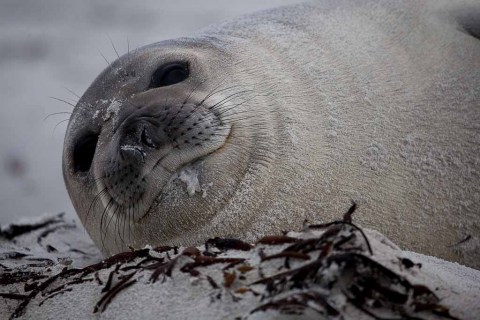 Foques (Phocidae) – daniel tauste WILDLIFE PHOTOGRAPHY