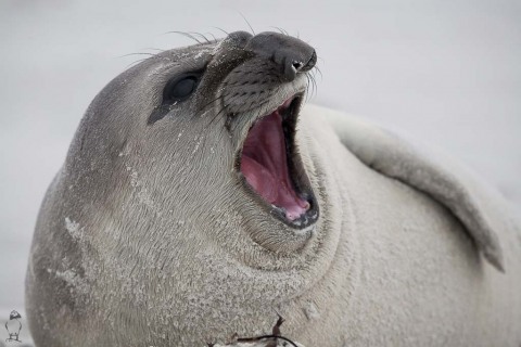 Foques (Phocidae) – daniel tauste WILDLIFE PHOTOGRAPHY