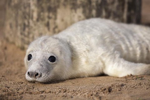 Foques (Phocidae) – daniel tauste WILDLIFE PHOTOGRAPHY