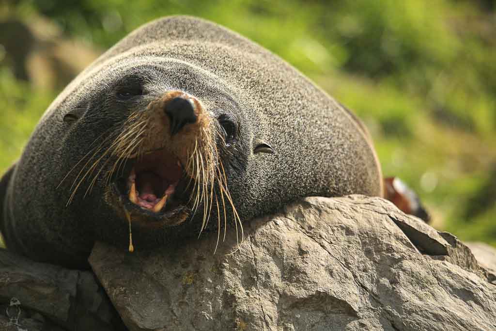 Otàrids (Otariidae) – daniel tauste WILDLIFE PHOTOGRAPHY