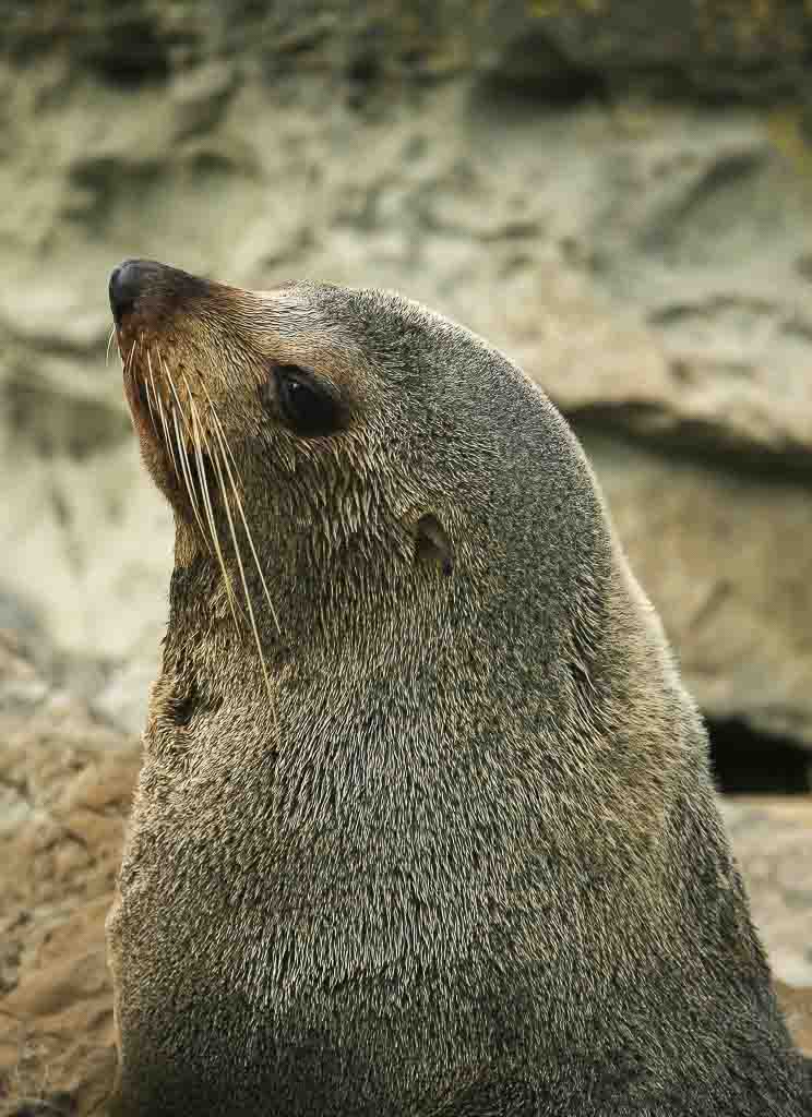 Otàrids (Otariidae)