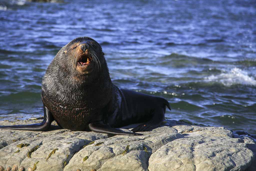 Otàrids (Otariidae) – daniel tauste WILDLIFE PHOTOGRAPHY